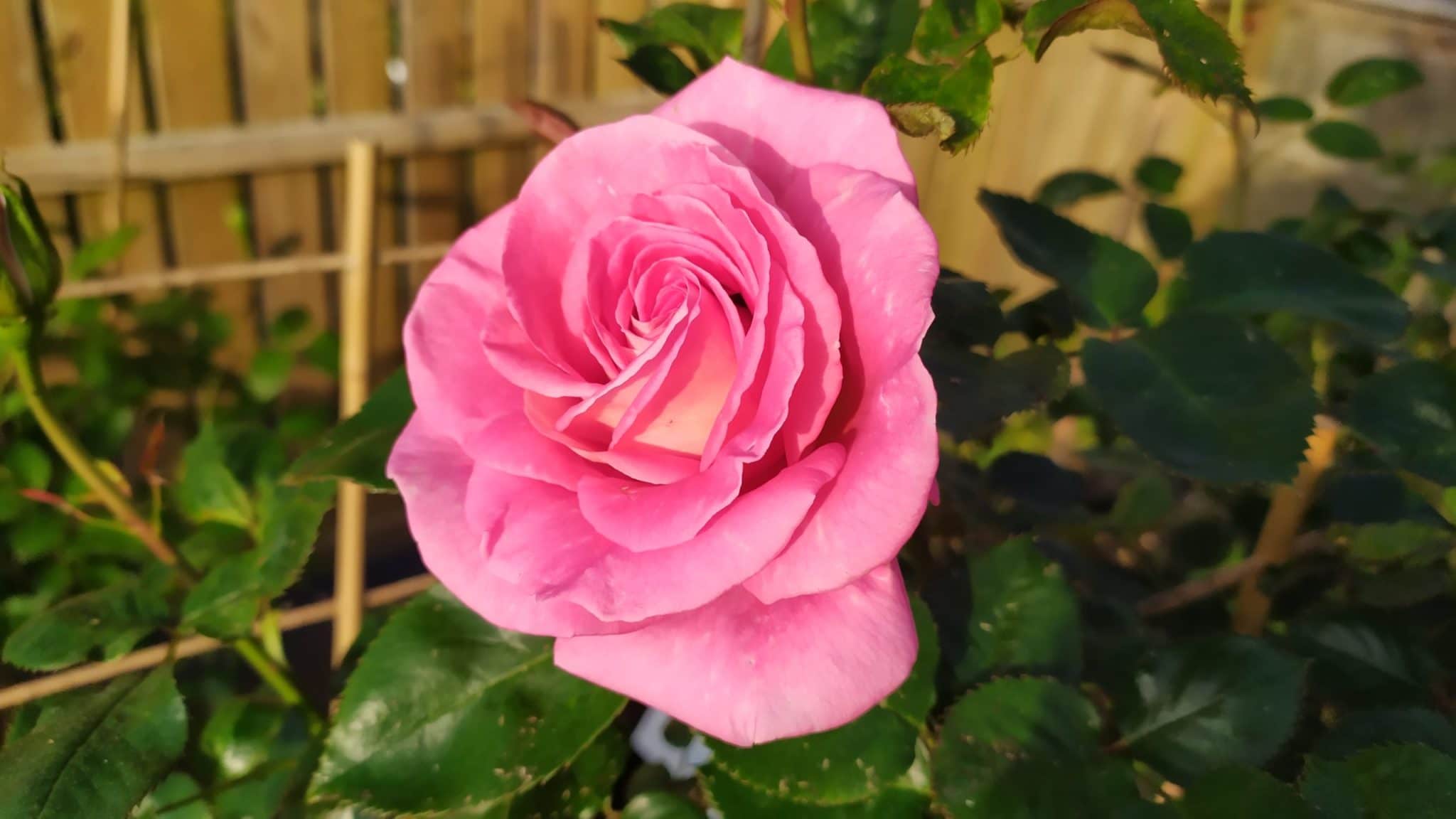 Catalogue des Roses – Pepinière Laïta