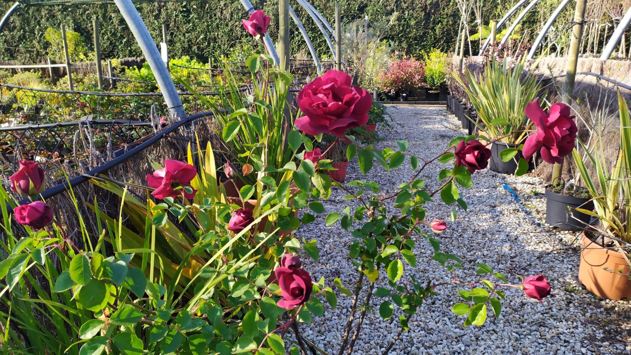 Catalogue des Roses – Pepinière Laïta