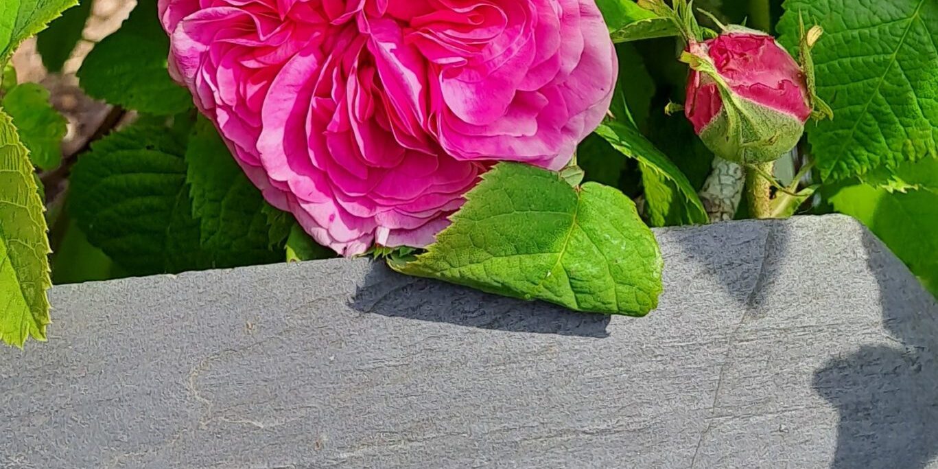 Duchesse de Rohan – Pepinière Laïta